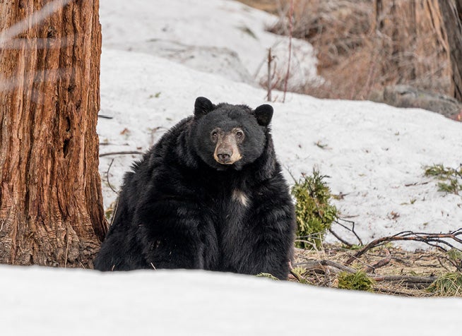 The Secret life of Bears | Playhouse Square